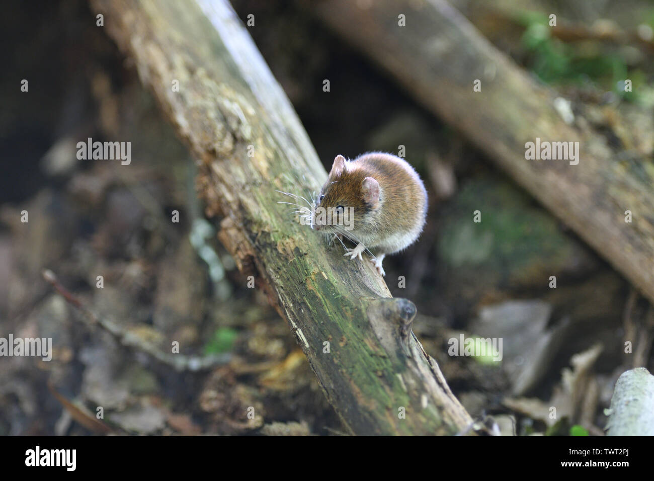 Forest Mouse sitting on a branch in a forest on earth Stock Photo - Alamy