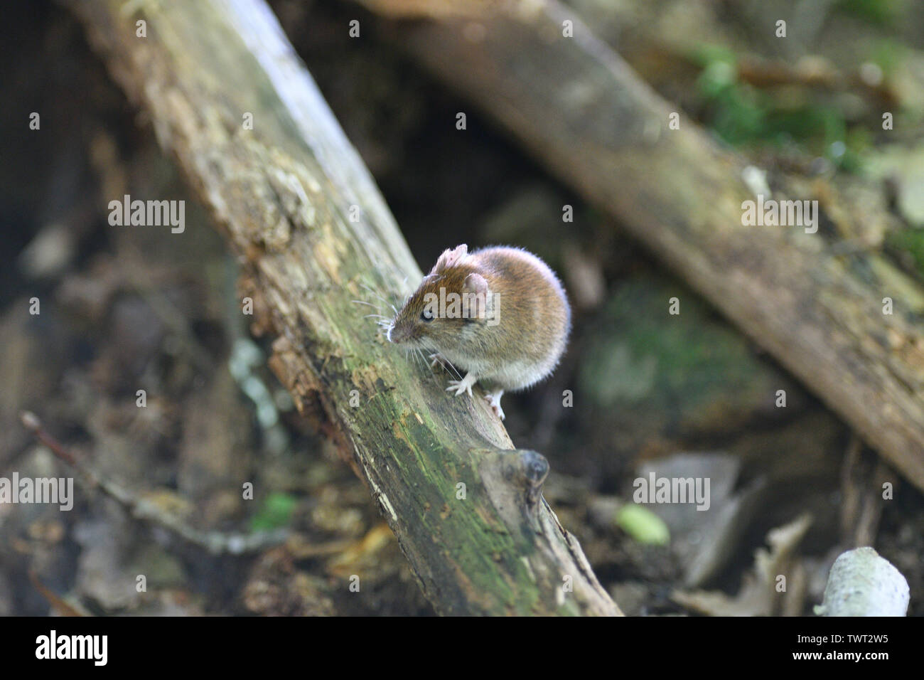 Field mouse burrow hi-res stock photography and images - Alamy
