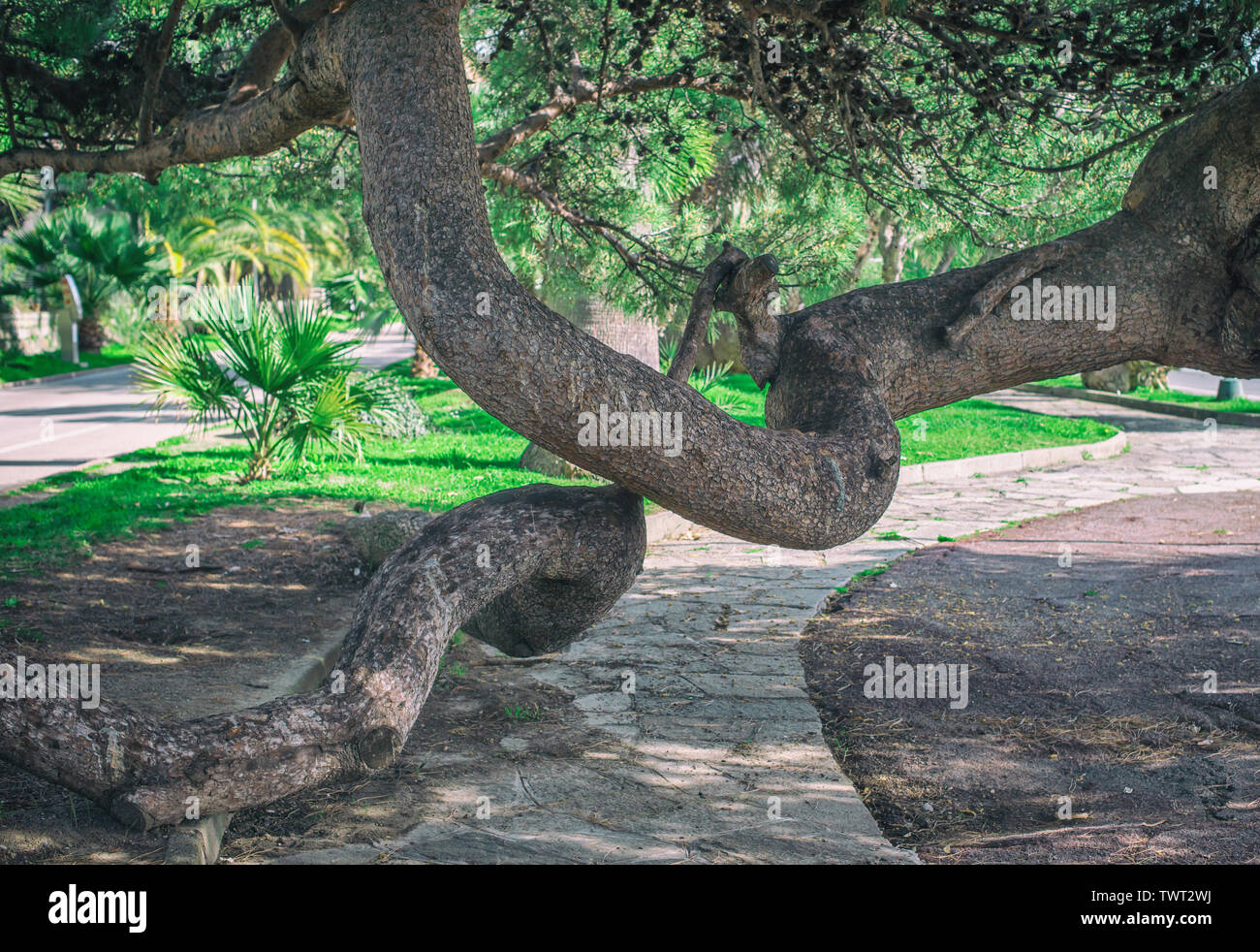 Curved palm tree trunk hi-res stock photography and images - Alamy
