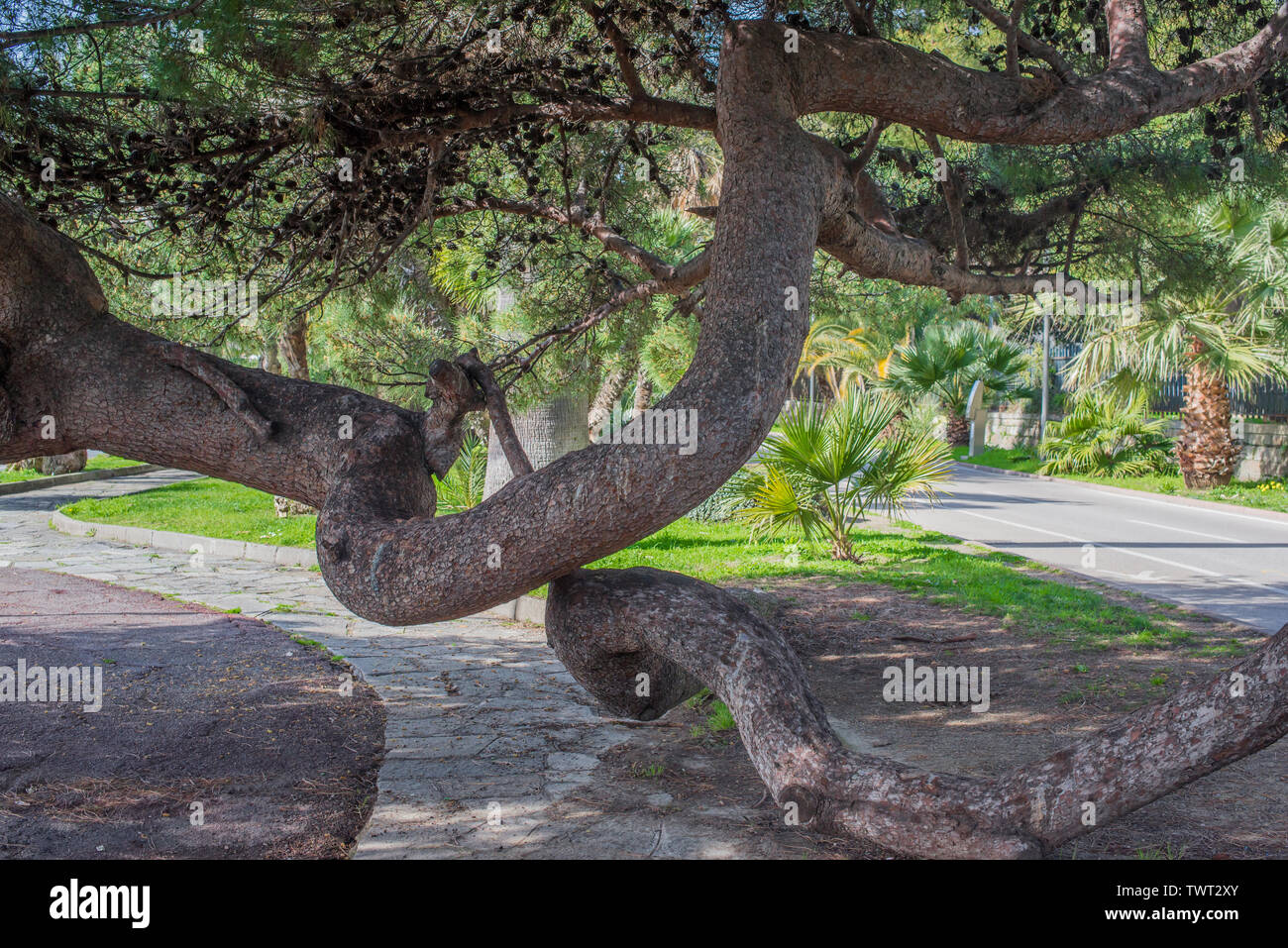 Curved palm tree trunk hi-res stock photography and images - Alamy