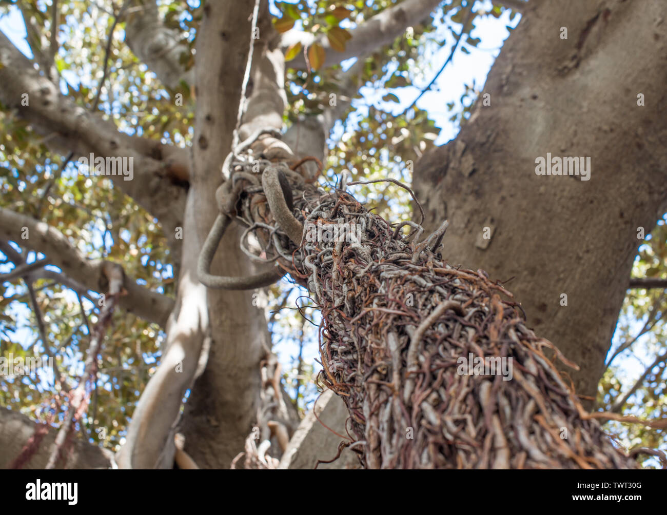 Aerial roots of a large Banyan tree. Selective focus Stock Photo - Alamy