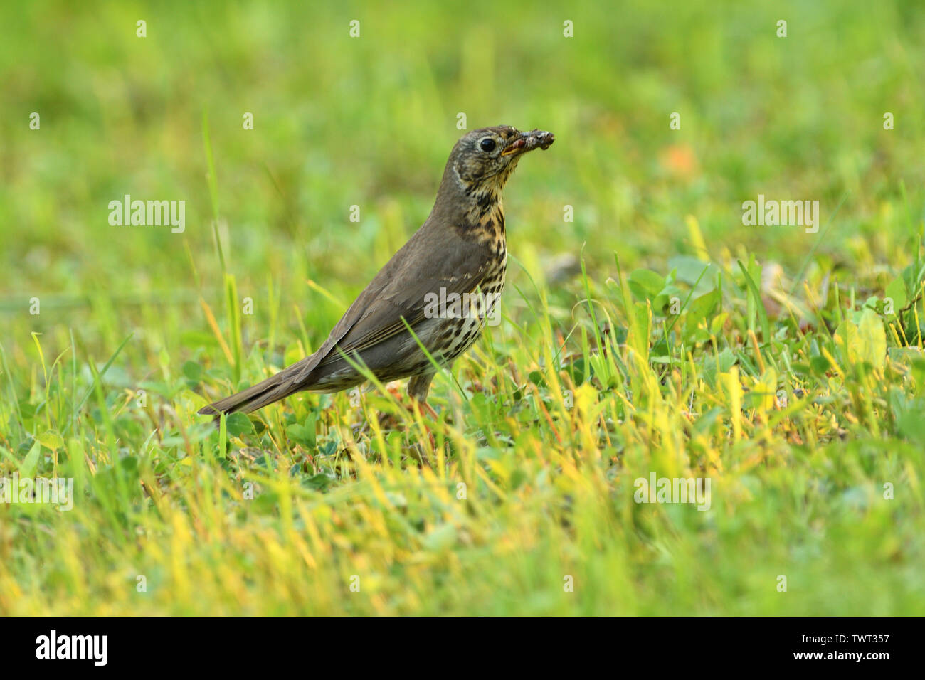 Blackbird sitting in the grass hunting for insect Stock Photo - Alamy