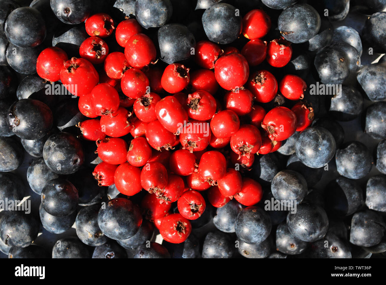 Blue blackthorn ripe berries background and crataegus (hawthorn ...