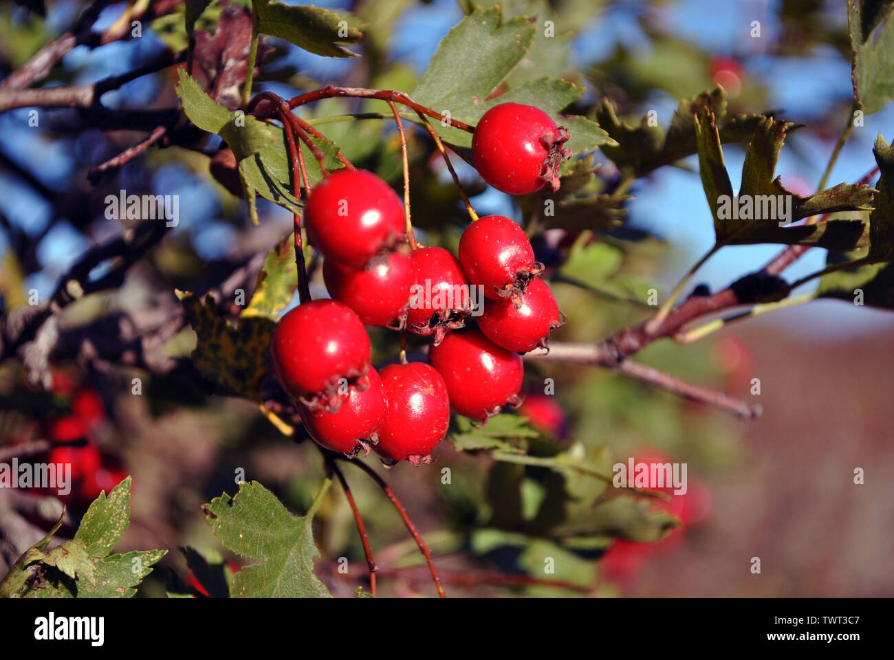 Crataegus (hawthorn, quickthorn, thornapple, May tree, whitethorn, hawberry) red ripe berries on ...