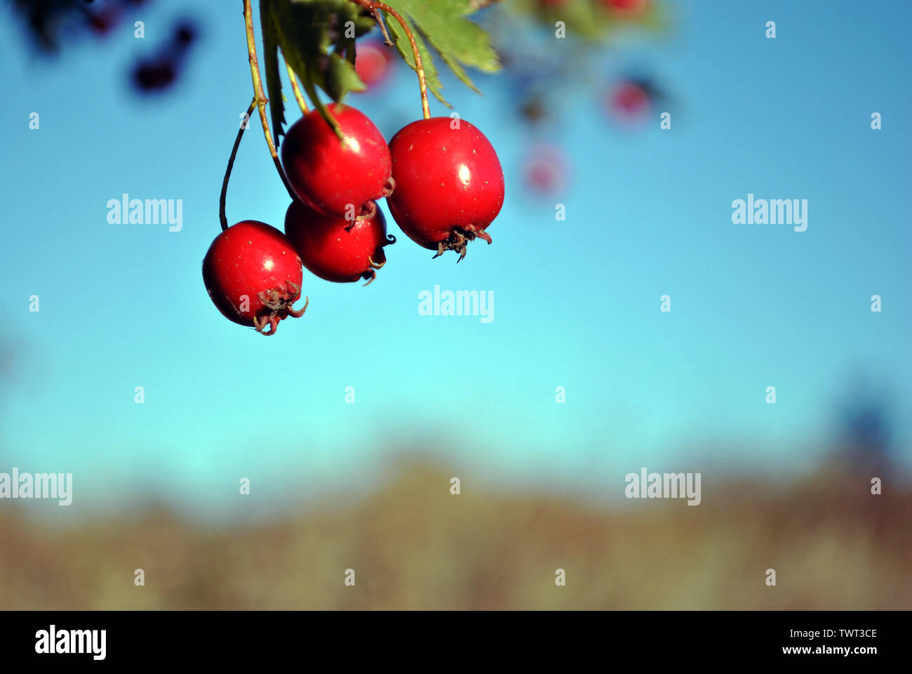 Hawthorn Tree Garden High Resolution Stock Photography and Images - Alamy