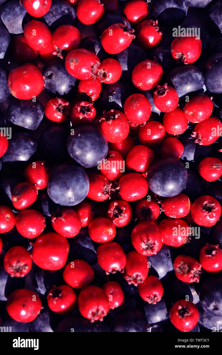 Blue blackthorn ripe berries background and crataegus (hawthorn ...
