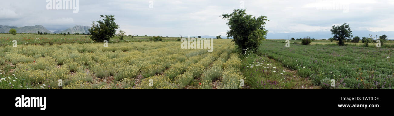 Panorama of herbs on the farm field in Albania Stock Photo - Alamy