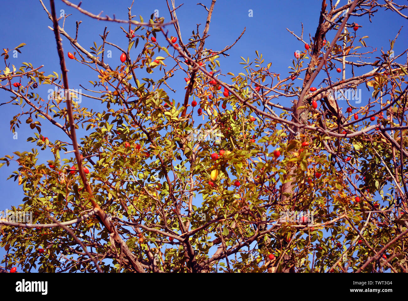 Whitethorn Tree High Resolution Stock Photography and Images - Alamy