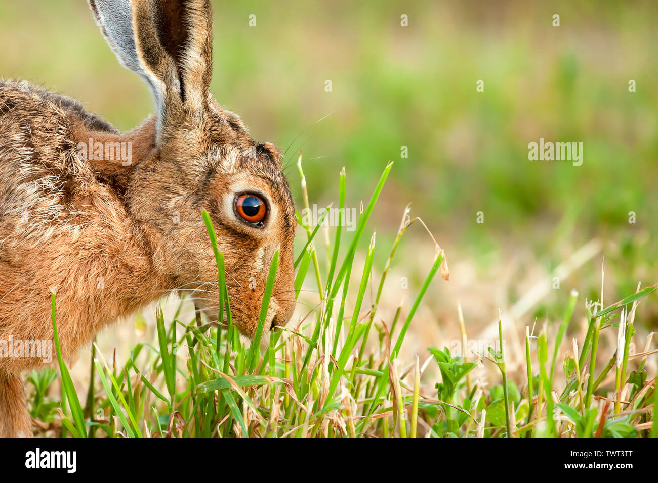 Close Up Brown Hare Lepus Europaeus High Resolution Stock Photography ...