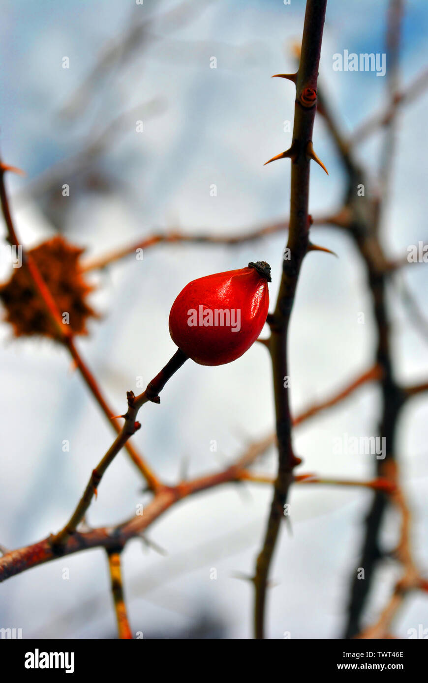 Branch of ripe wild rose berries on the background of blue sky and bush ...