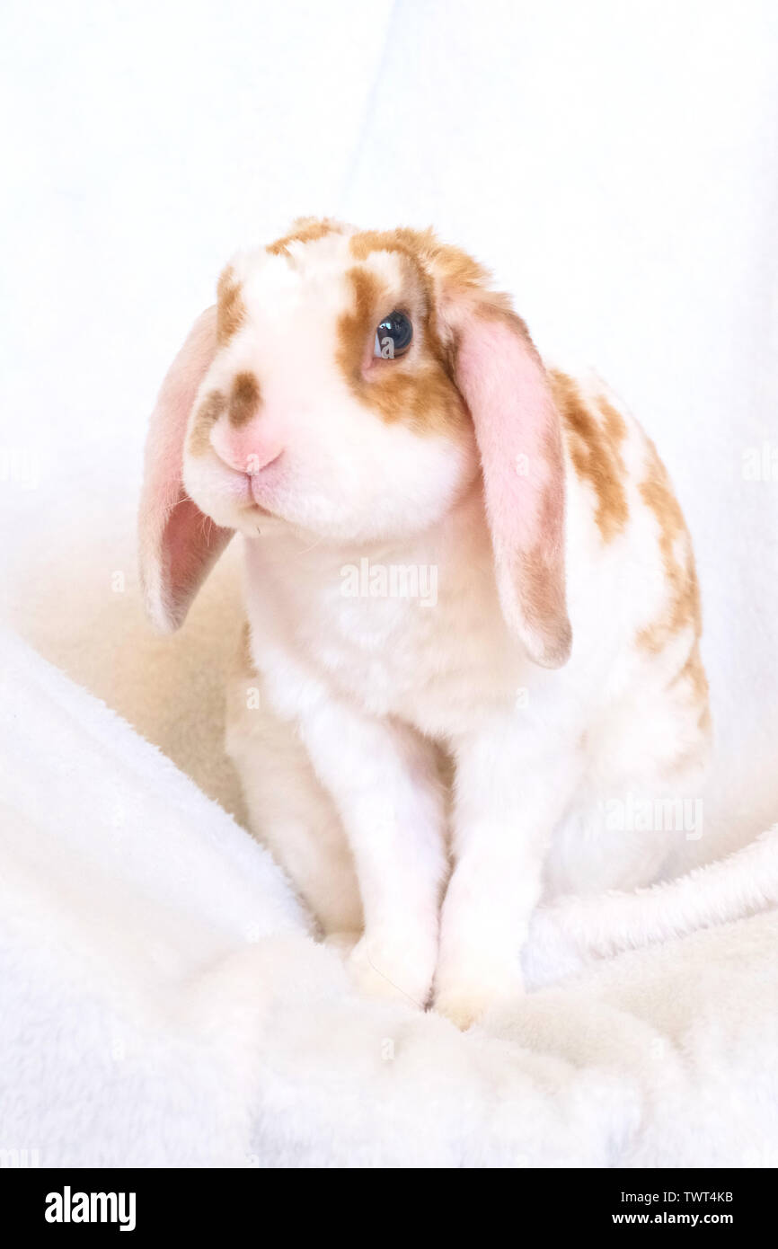 Cute little orange and white color bunny with big ears. rabbit on white ...