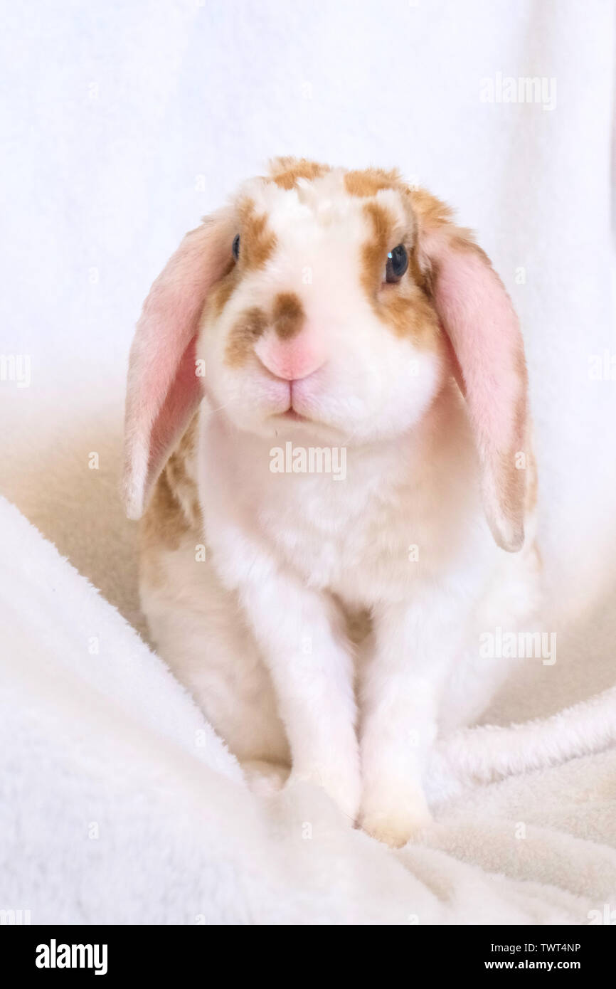 Cute little orange and white color bunny with big ears. rabbit on white ...