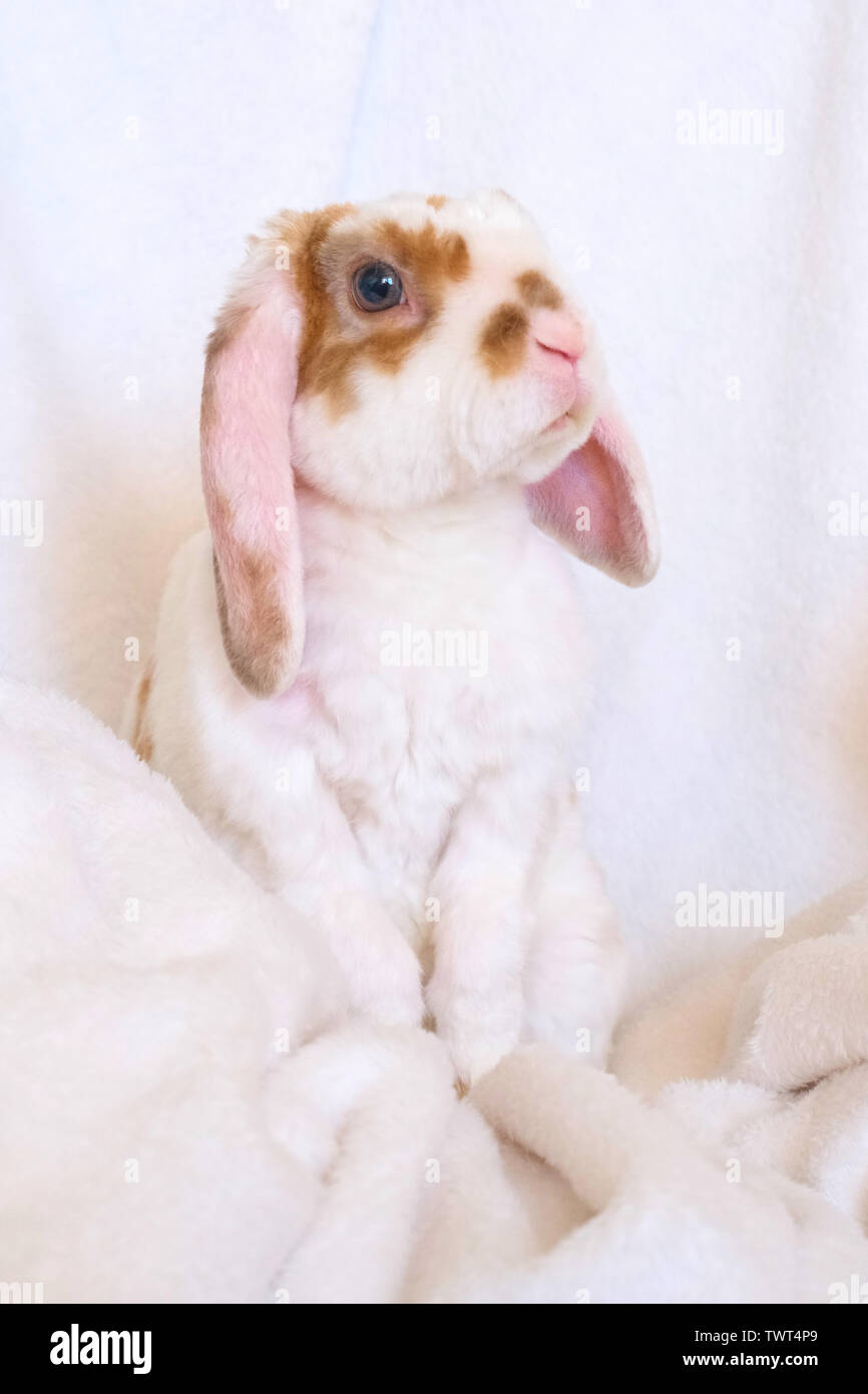 Cute little orange and white color bunny with big ears. rabbit on white ...