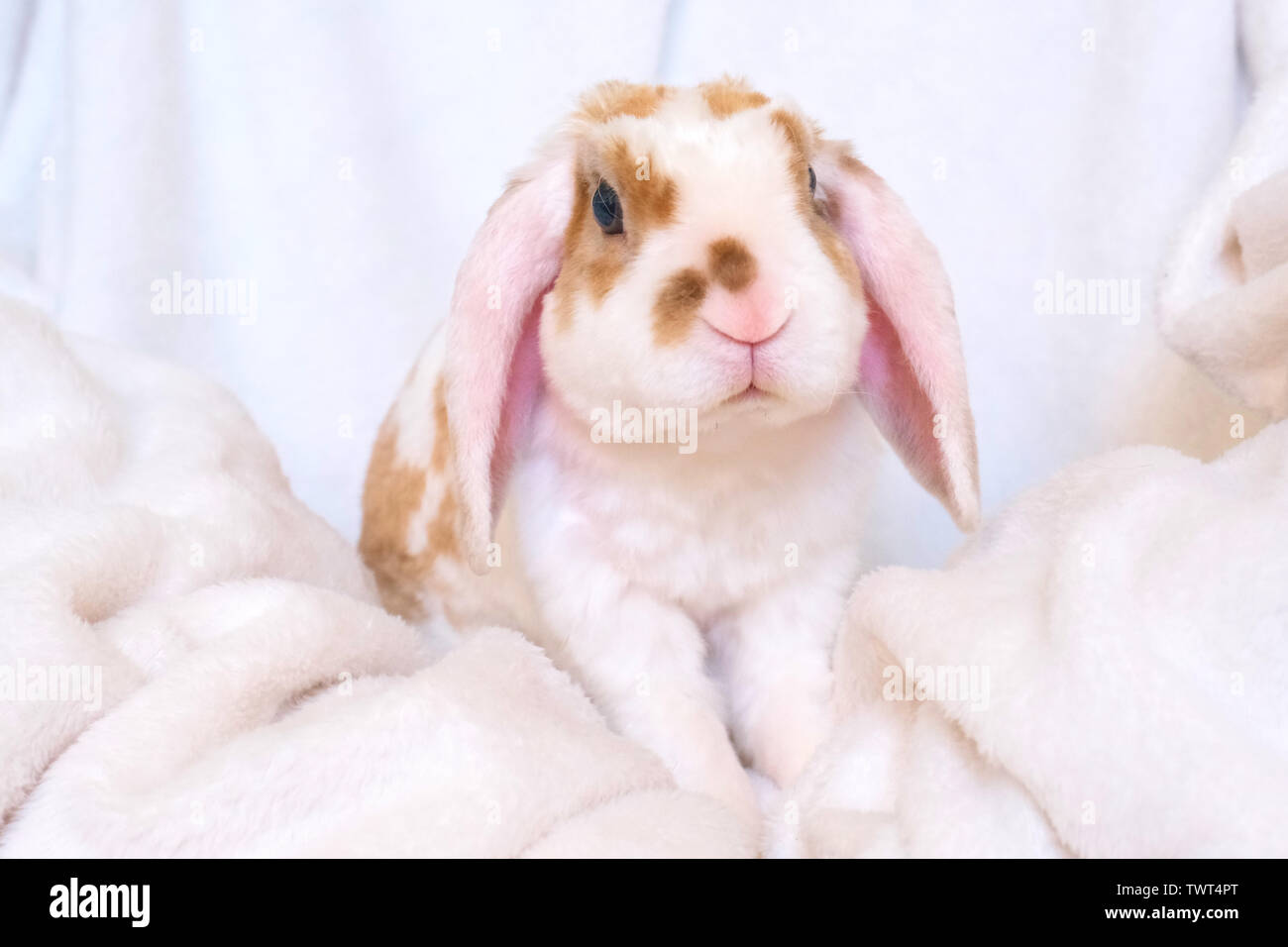 Cute little orange and white color bunny with big ears. rabbit on white ...