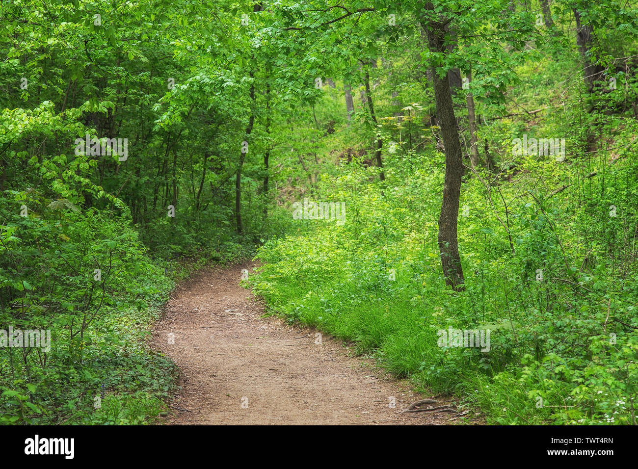 Deep green forest with dirt path in the middle of it Stock Photo - Alamy