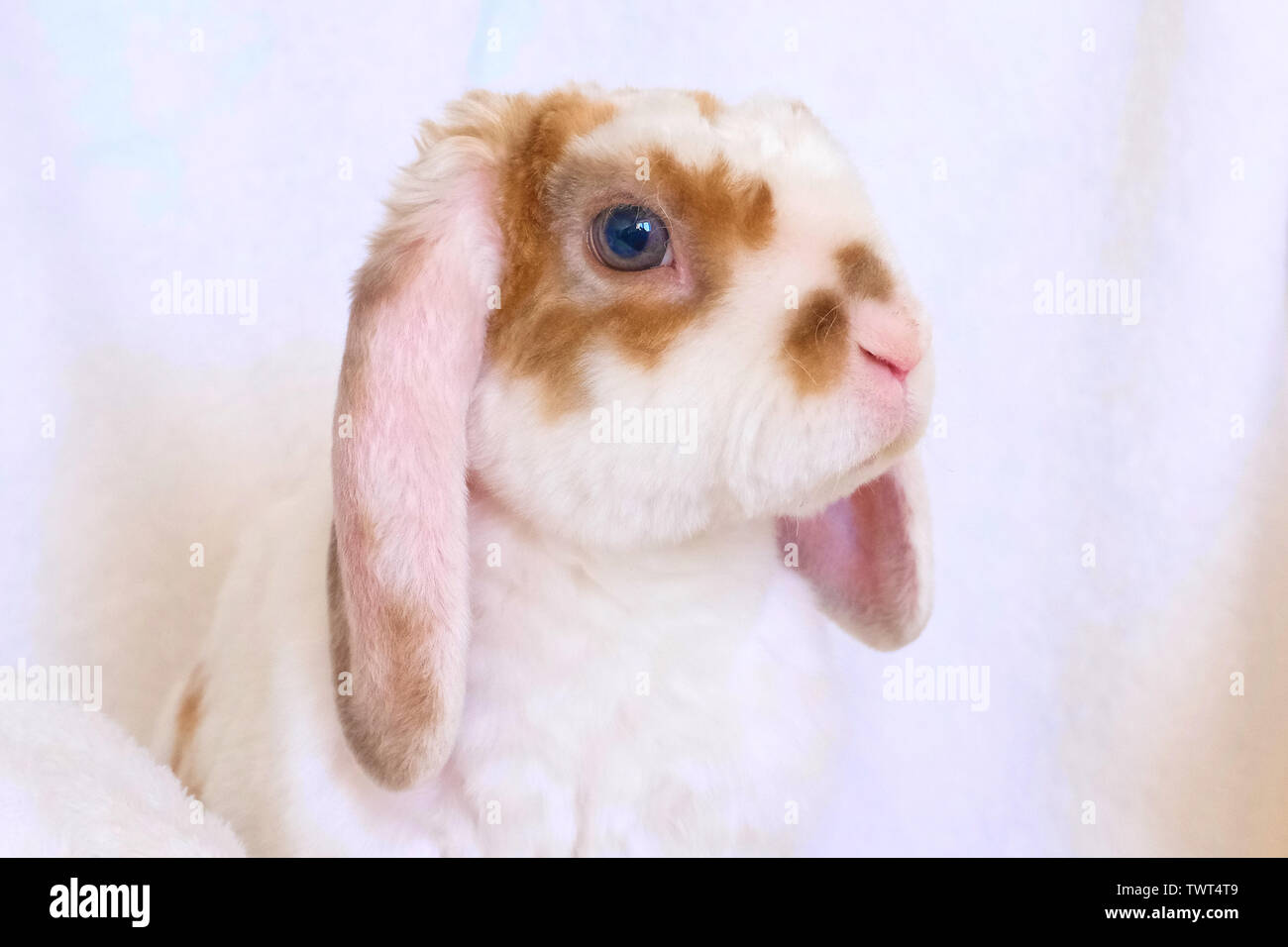 Cute little orange and white color bunny with big ears. rabbit on white ...