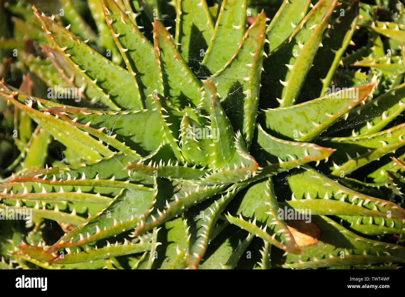 Cacti uk hi-res stock photography and images - Alamy