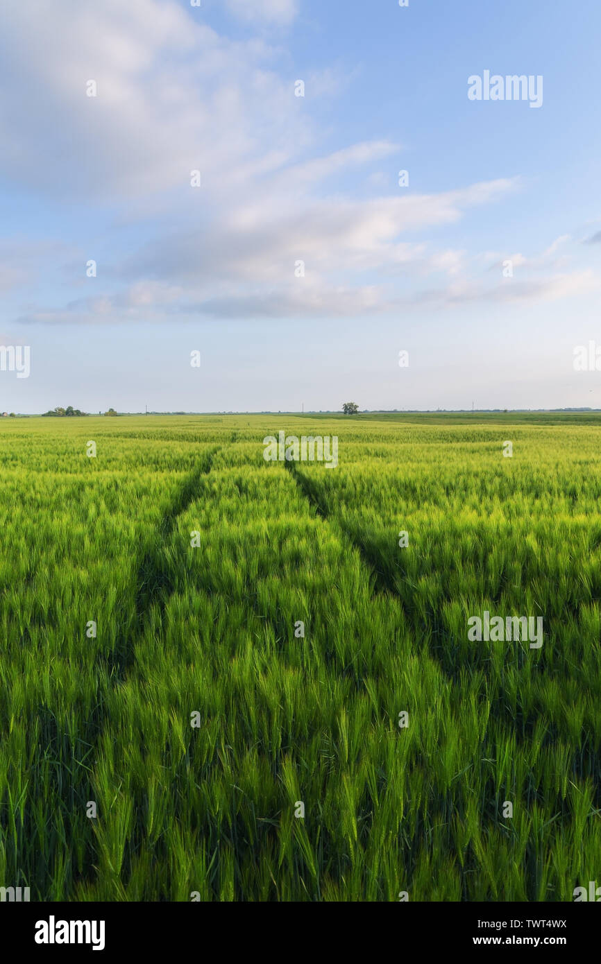 Wheat view hi-res stock photography and images - Alamy