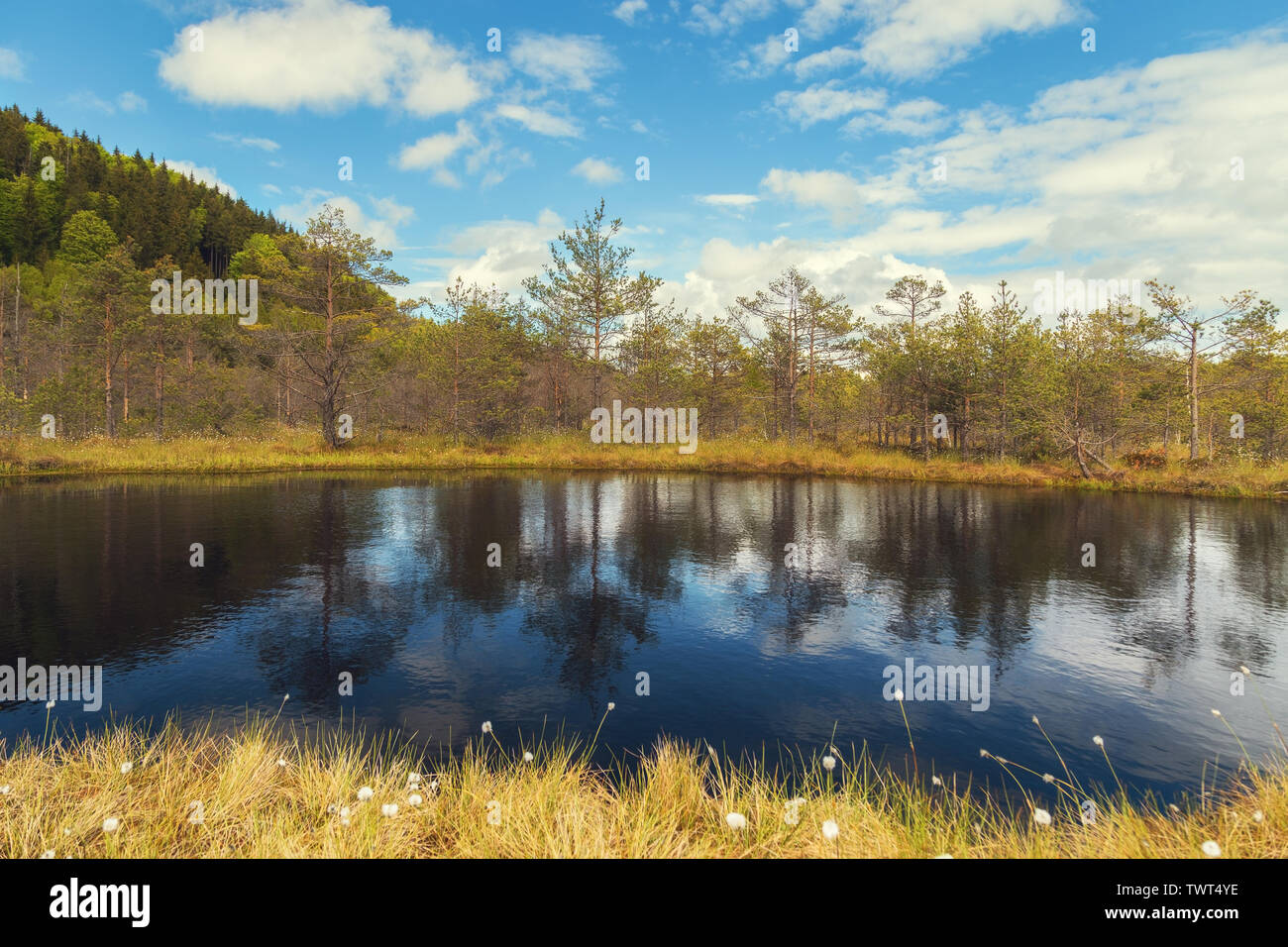 Small forest pond with blue sky mirrored in it Stock Photo - Alamy