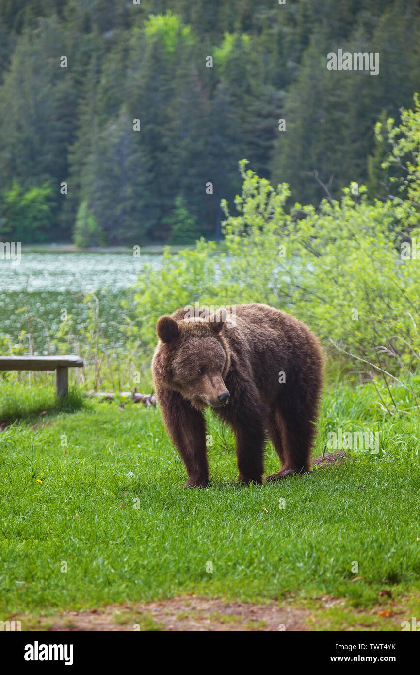 Carpathian mountains bear transylvania hi-res stock photography and ...