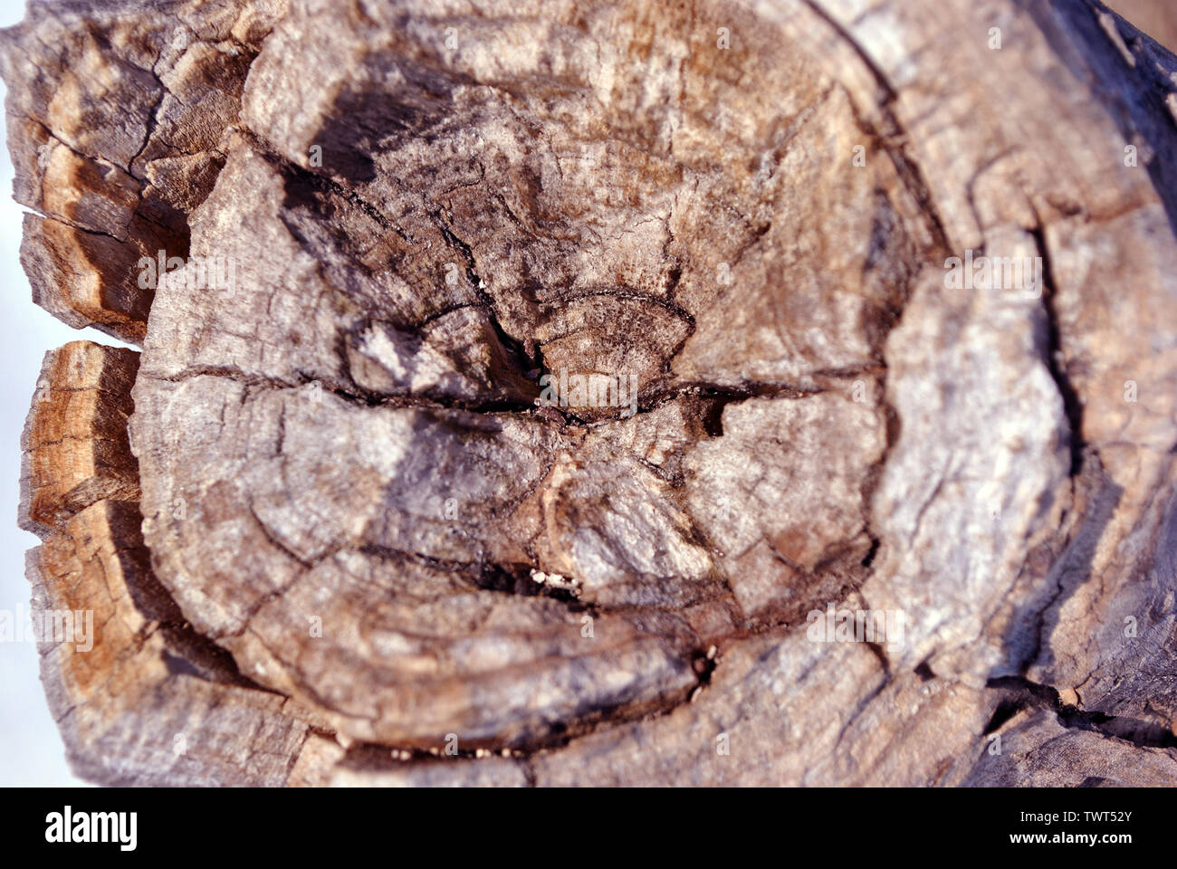 Old cracked tree trunk textured, sawed section top view, cracked from ...
