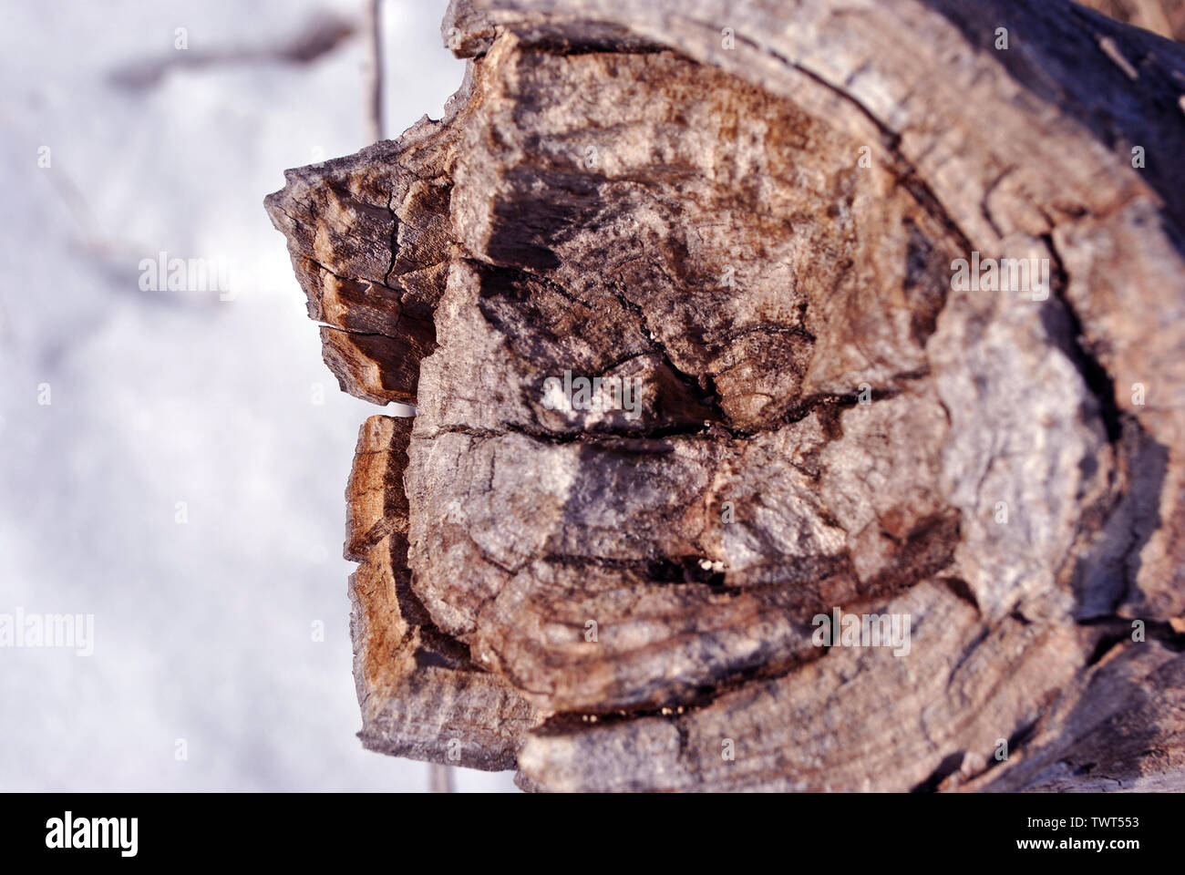 Old cracked tree trunk textured, sawed section top view, cracked from ...