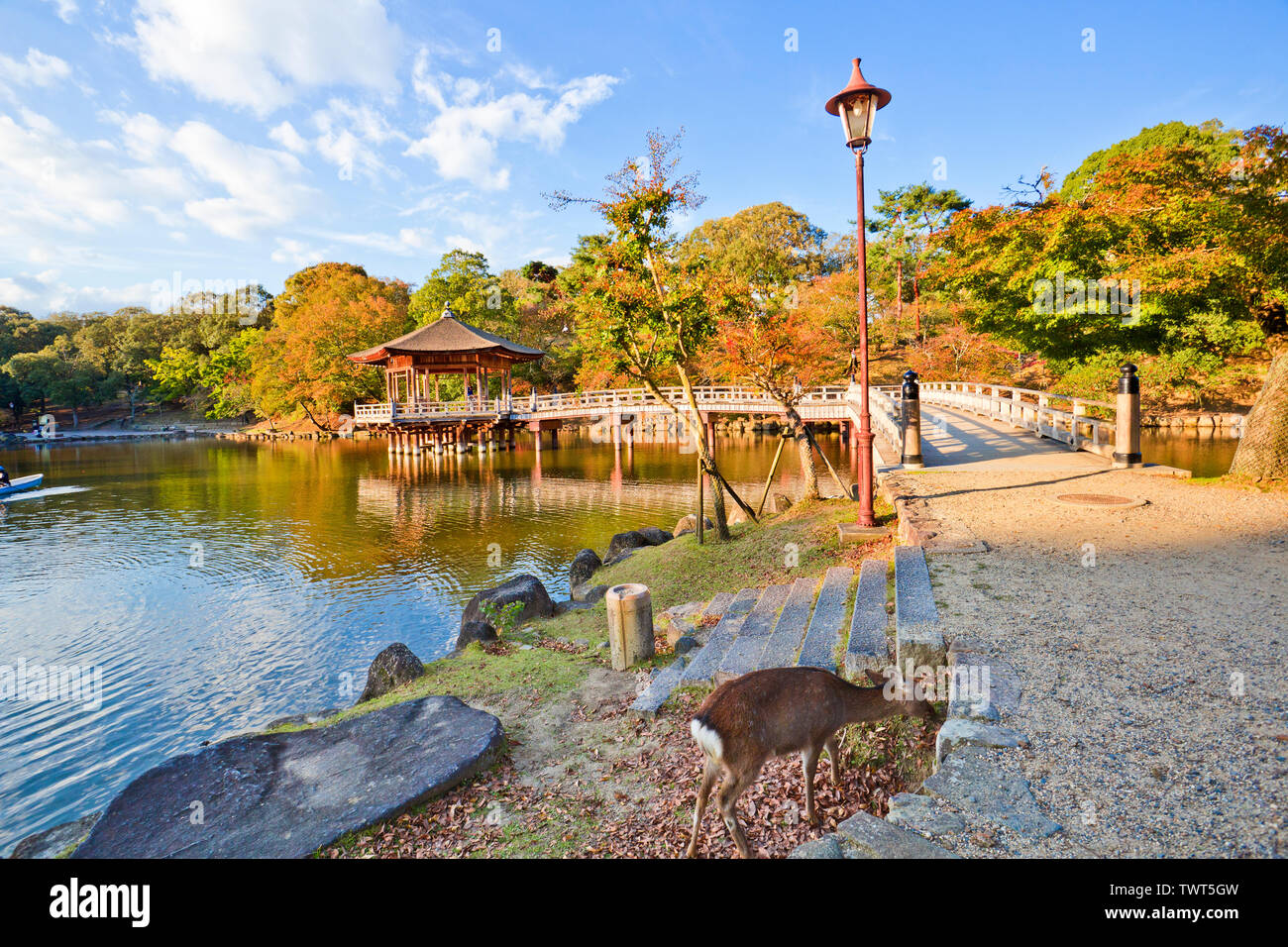 Nara koen park hi-res stock photography and images - Alamy