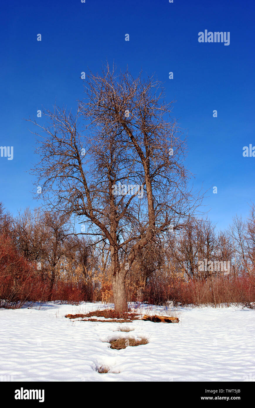 Pear tree without leaves on snowy meadow with bushes, winter landscape ...
