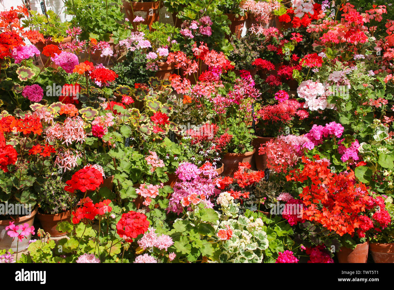 Variegated leaf geranium hi-res stock photography and images - Alamy