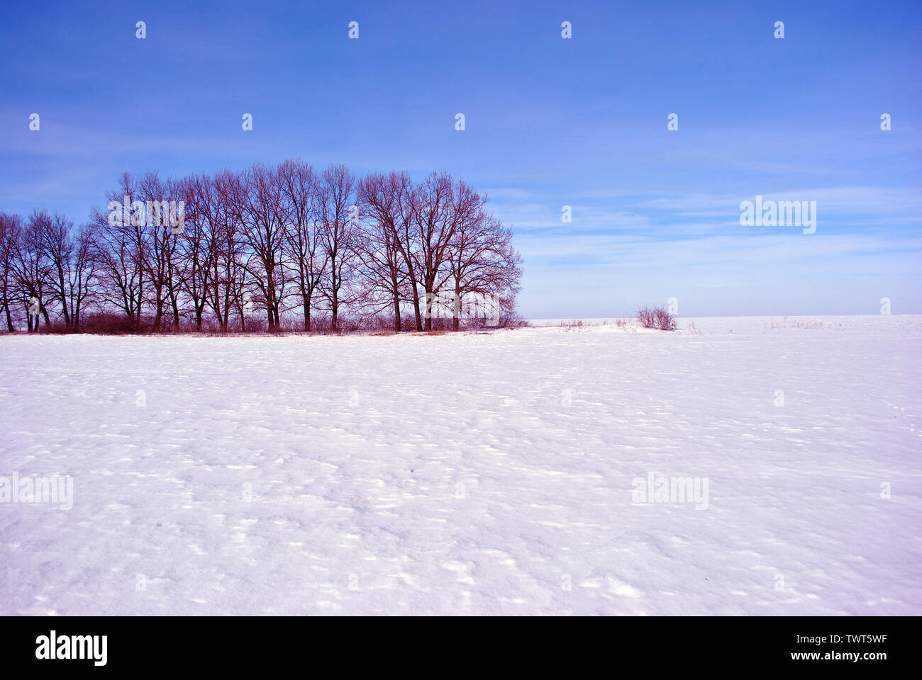 Field covered with snow, trees without leaves line on horizon, winter ...
