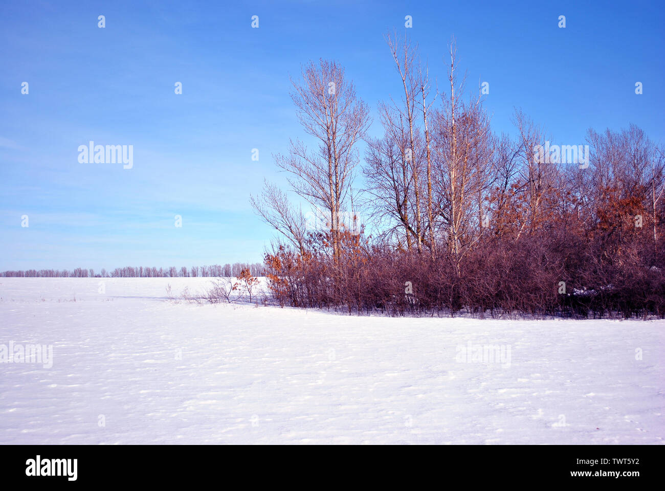 Field covered with snow, trees without leaves line on horizon, winter ...