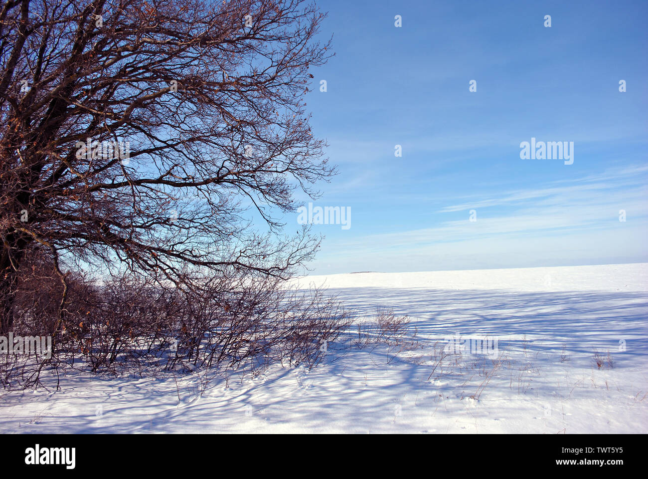 Field covered with snow, trees without leaves line on horizon, winter ...