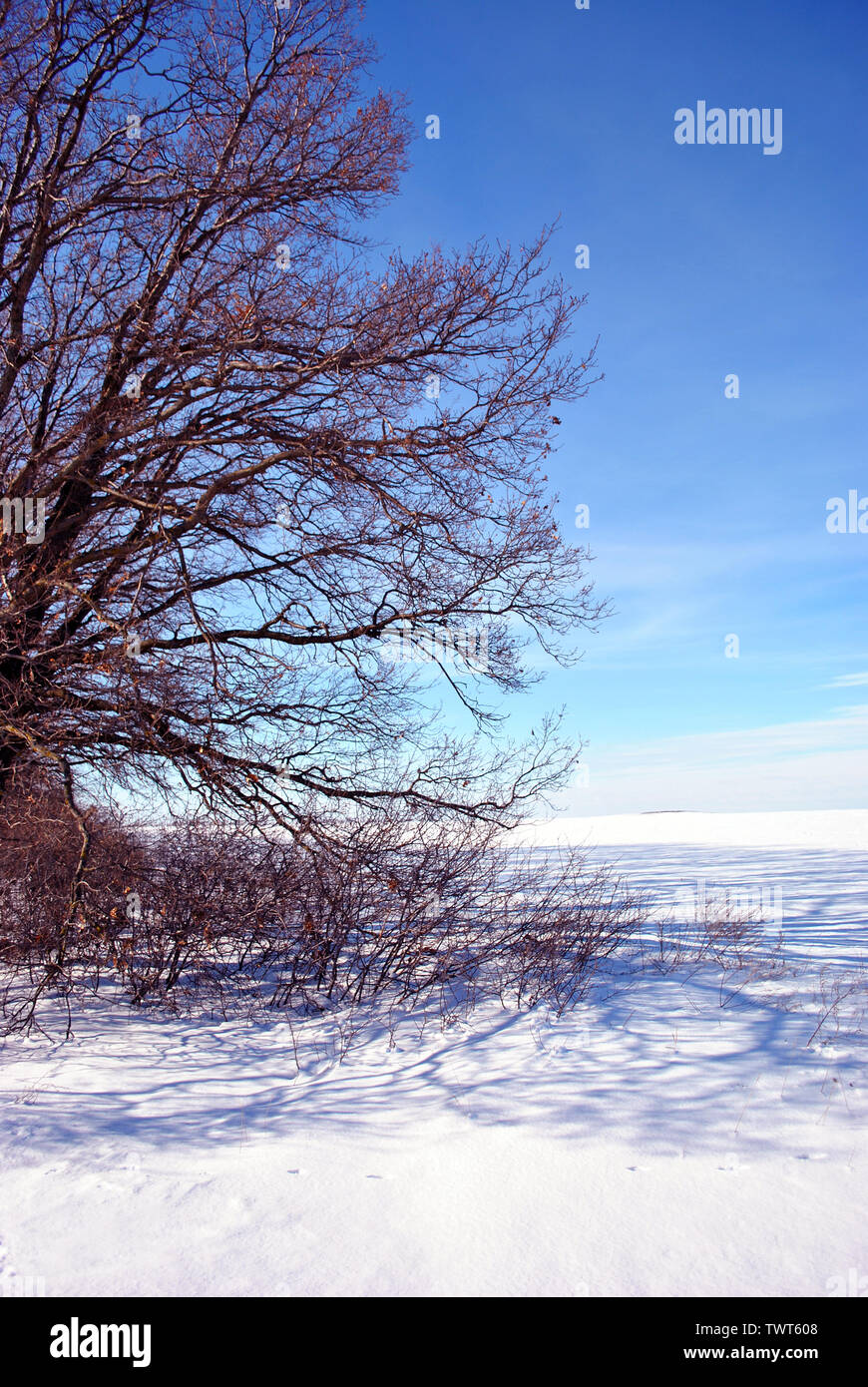 Field covered with snow, oak trees without leaves along, winter ...