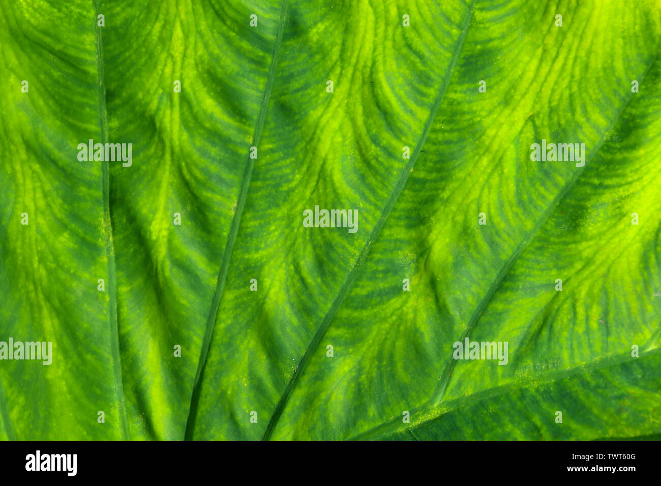Abstract leaves for a natural background Stock Photo - Alamy