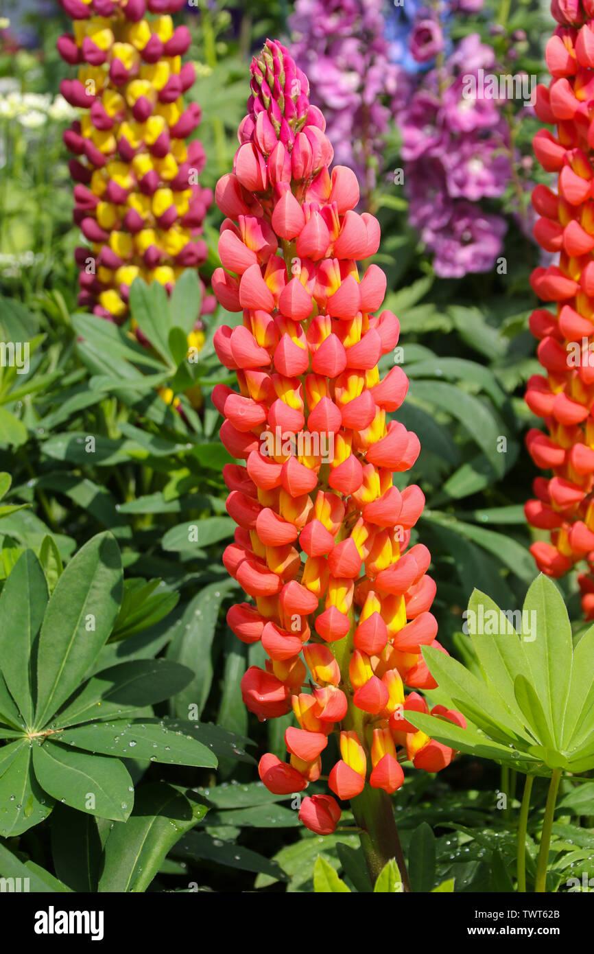 Yellow lupin flower hi-res stock photography and images - Alamy