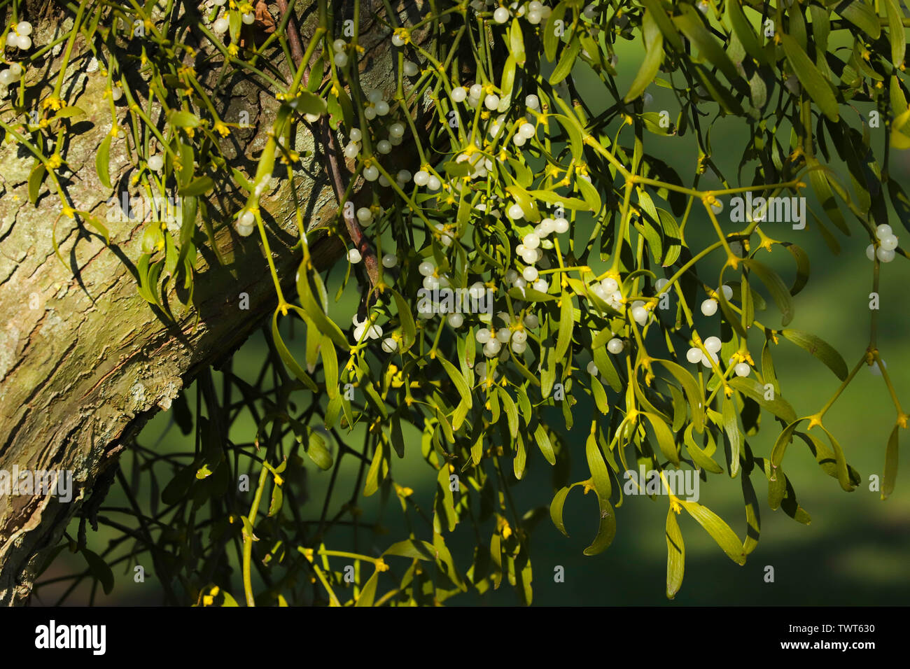 Mistletoe in apple tree hi-res stock photography and images - Alamy