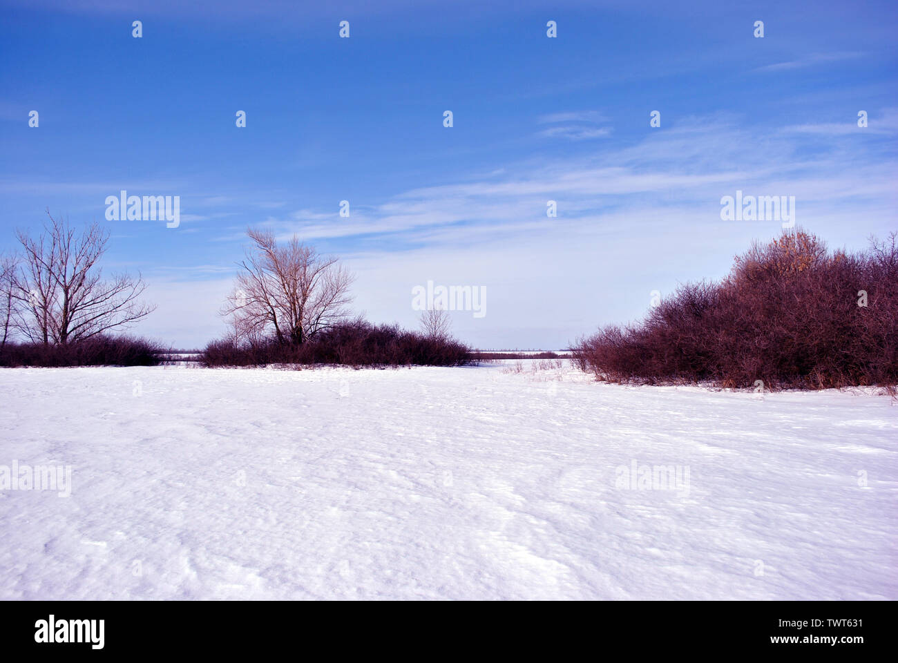 Field covered with snow, trees without leaves line on horizon, winter ...