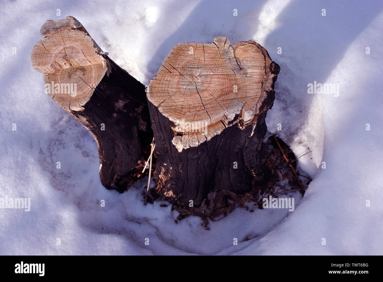 Acacia tree stump hi-res stock photography and images - Alamy