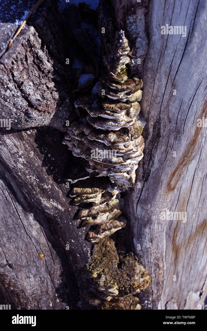 Close-up dry rotten mushrooms with fluted wavy brown, gray, green head ...