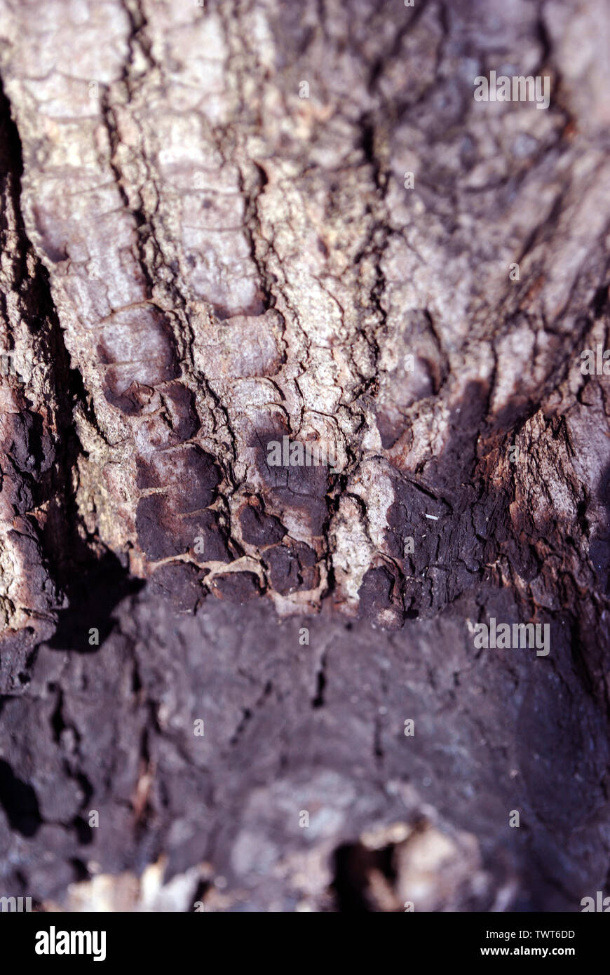 Poplar tree trunk bark with burned stain, horizontal background texture ...