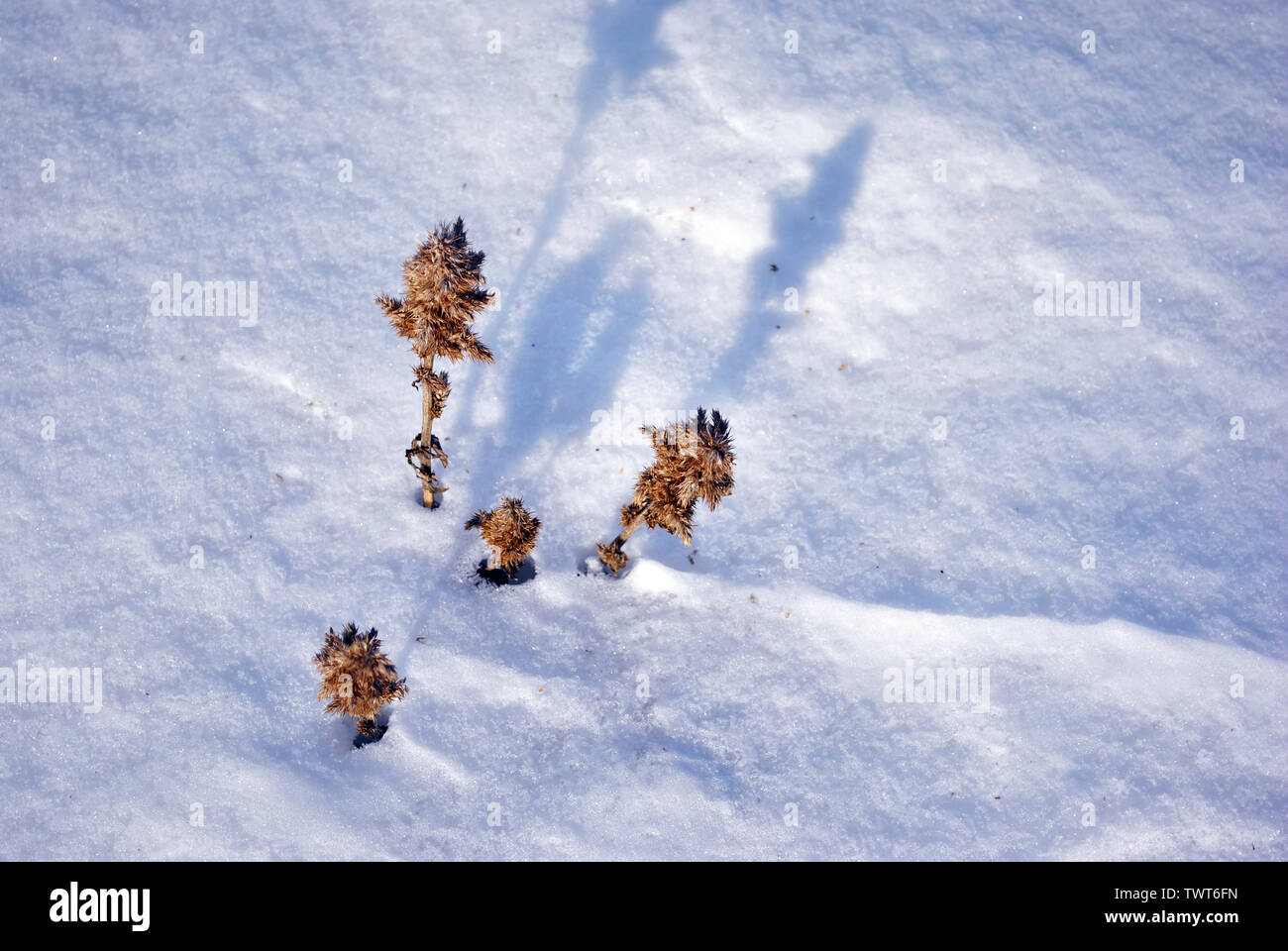 Amaranthus retroflexus (red-root amaranth, redroot pigweed, red-rooted ...