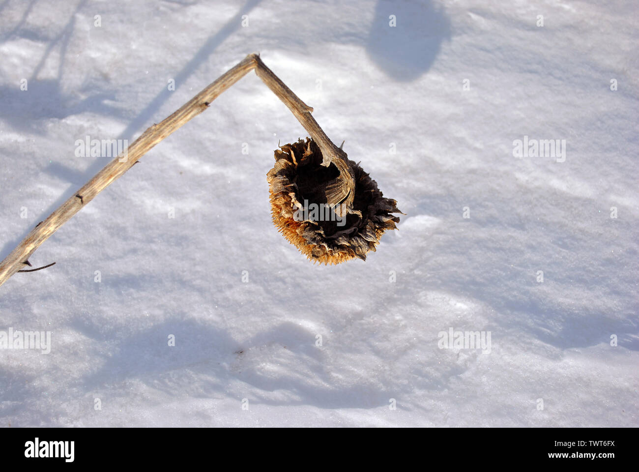 Snow winter sunflowers hi-res stock photography and images - Alamy