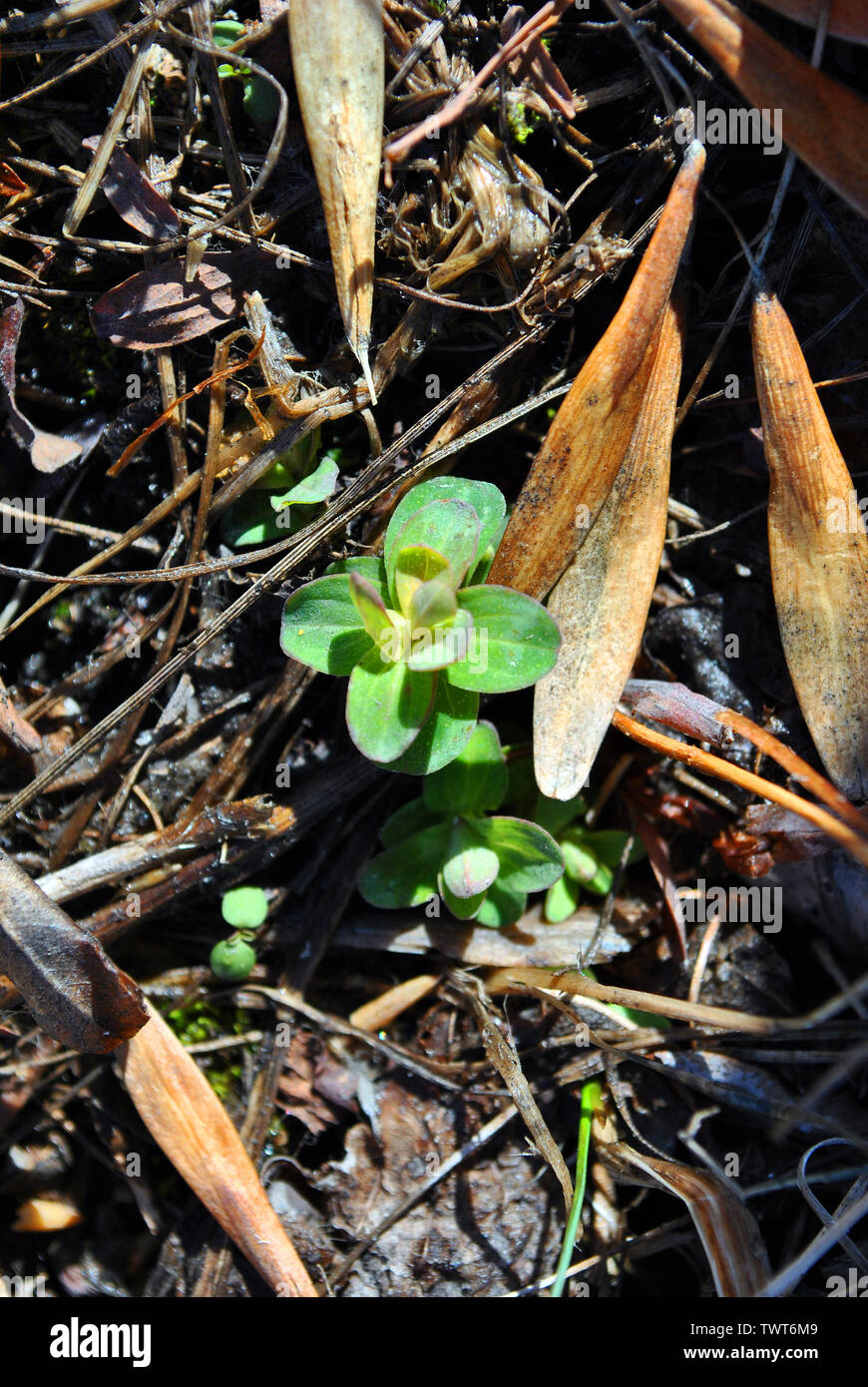 First spring sprouts of plant growing on background of black earth with ...