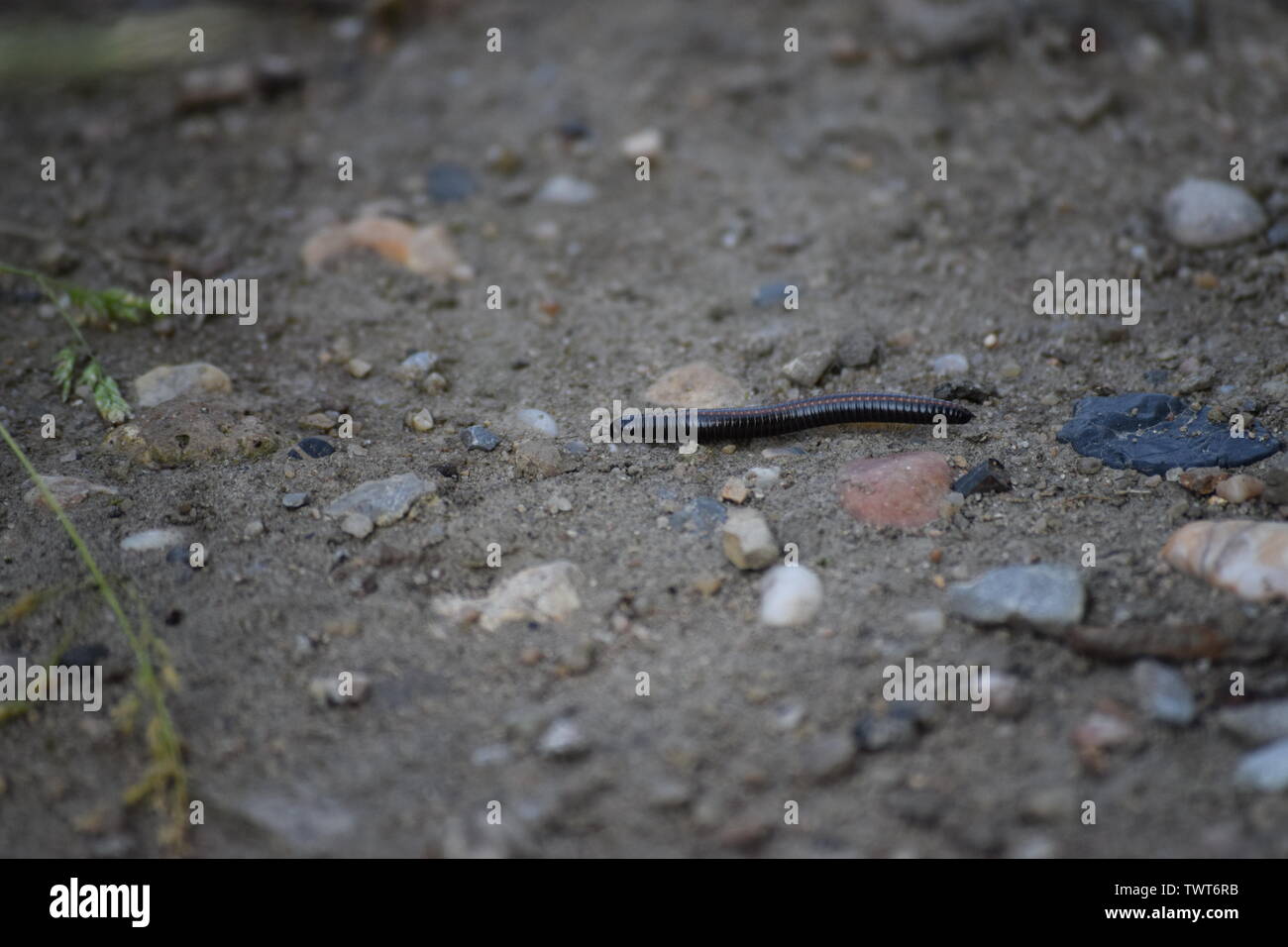 Thousand legger hi-res stock photography and images - Alamy