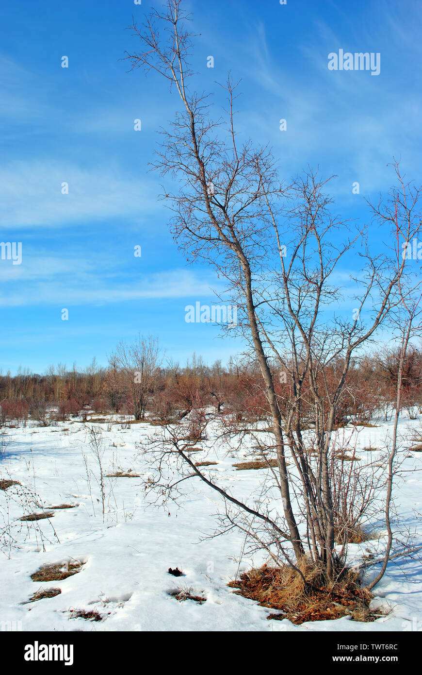 Tree without leaves on snowy meadow with bushes, winter landscape, blue ...