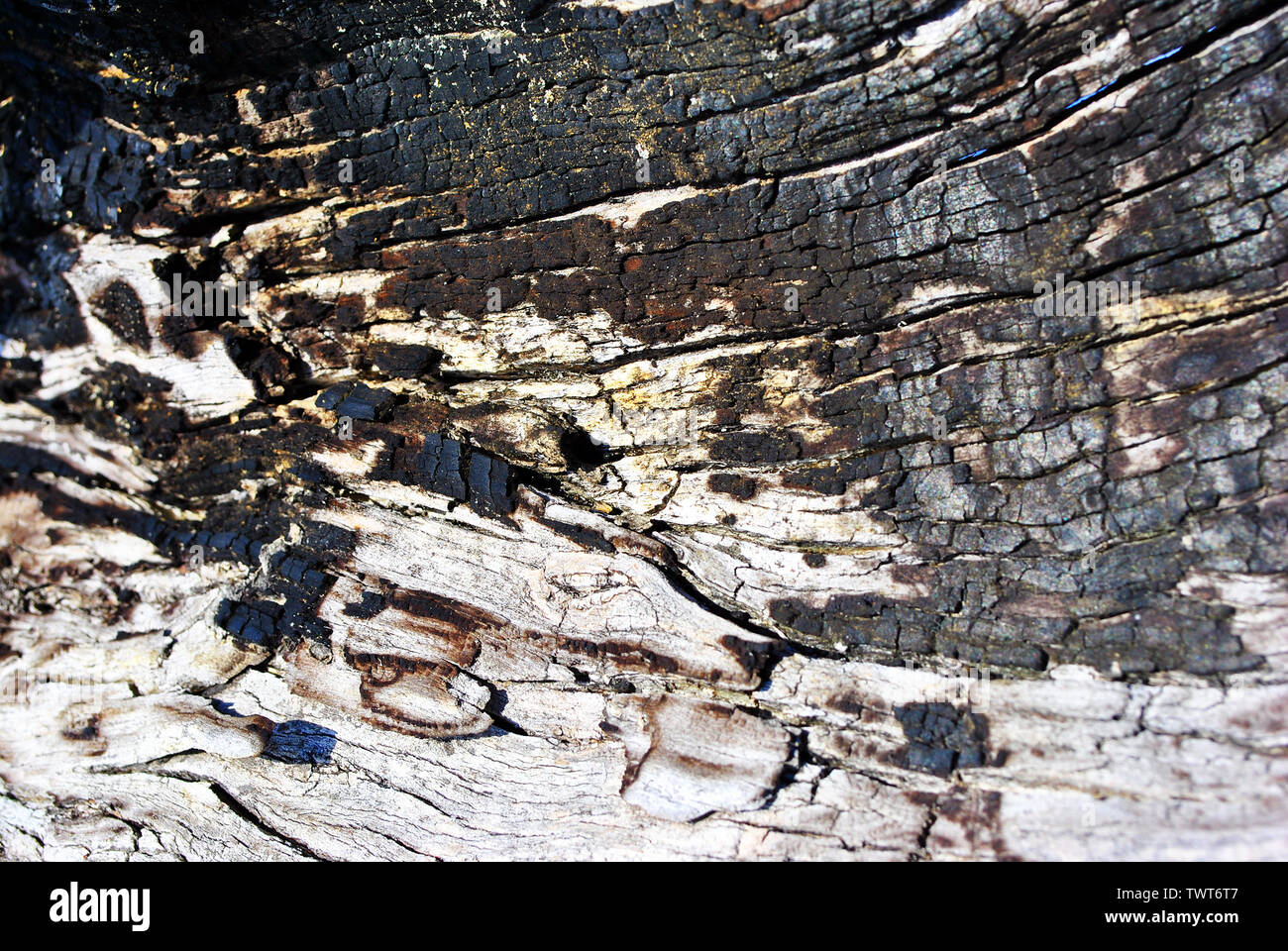 Old shabby tree trunk surface with burned staines, horizontal ...