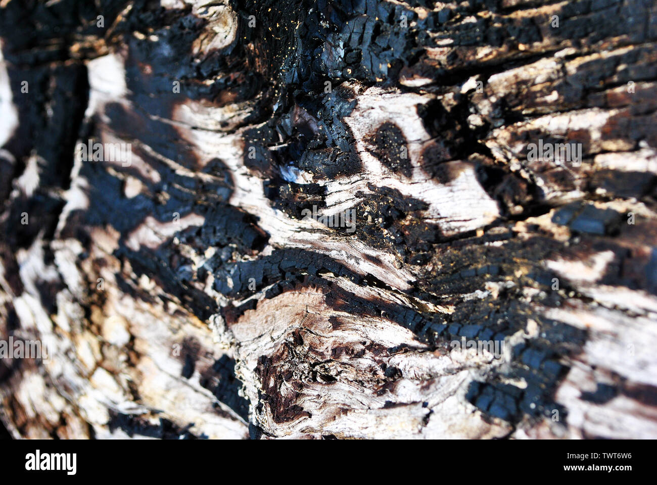 Old shabby tree trunk surface with burned staines, horizontal ...