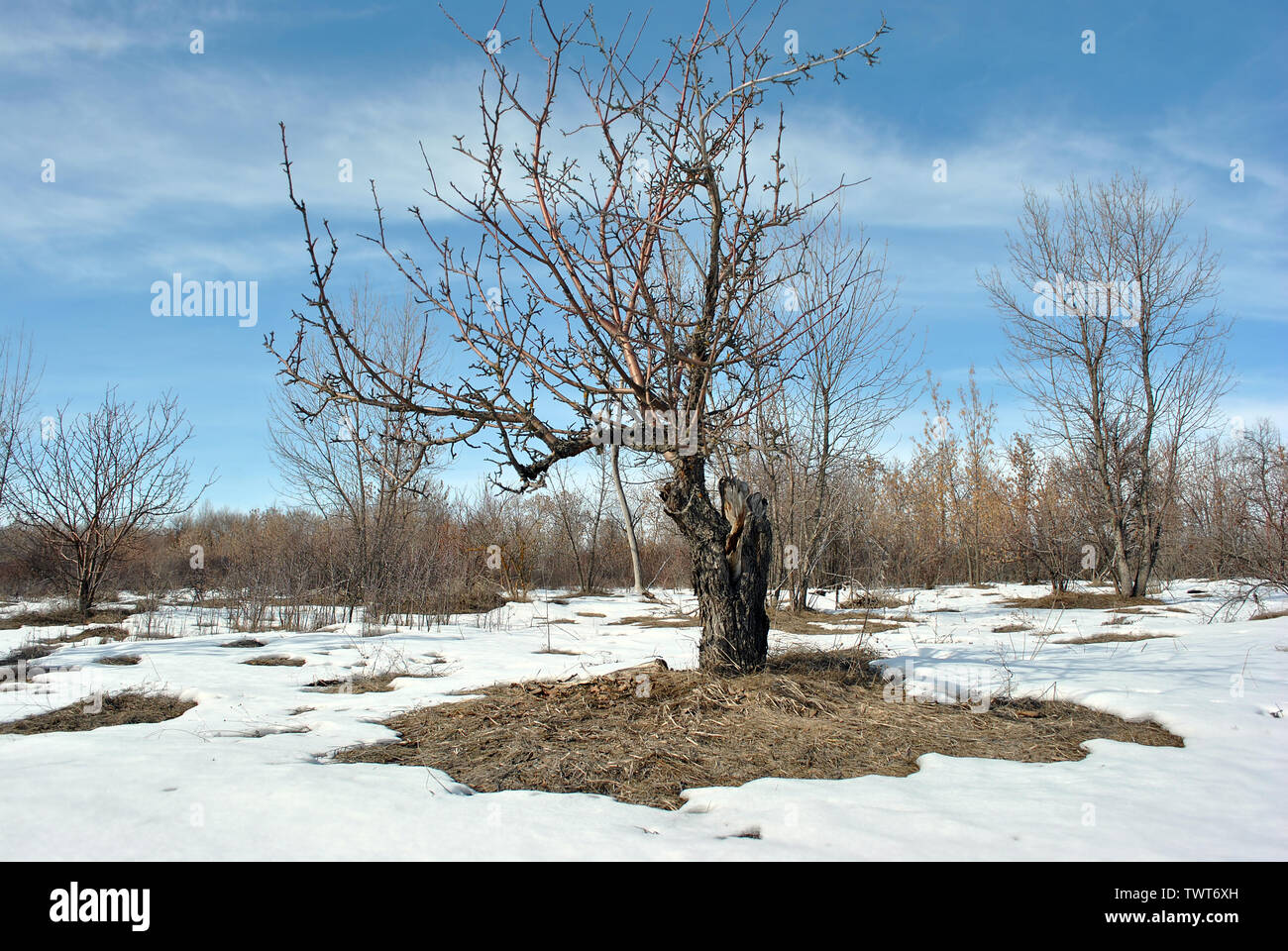 Old apple tree without leaves on snowy meadow with bushes, winter ...