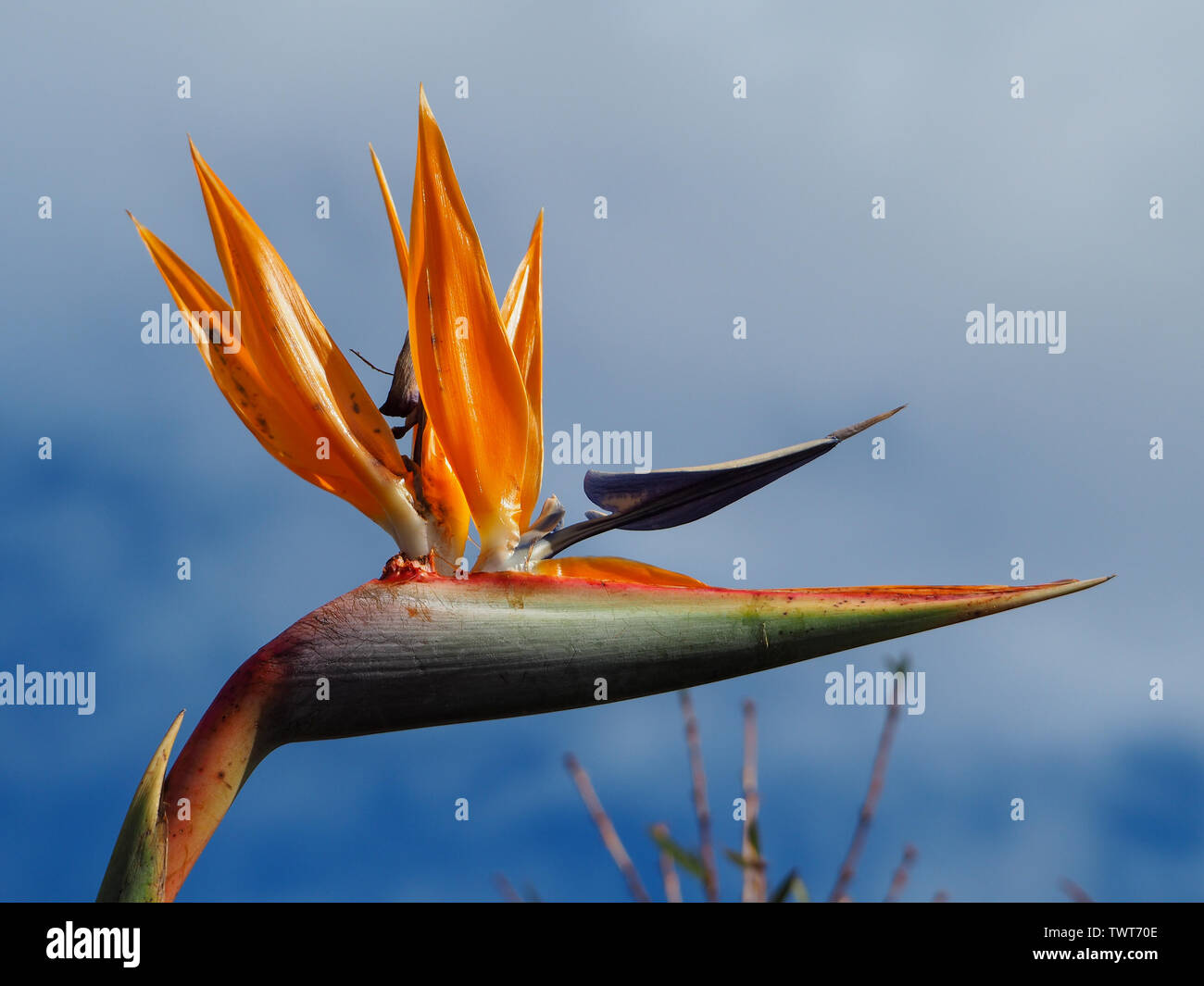 Flowers, The stunning pointy orange Strelitzia - Bird of Paradise ...