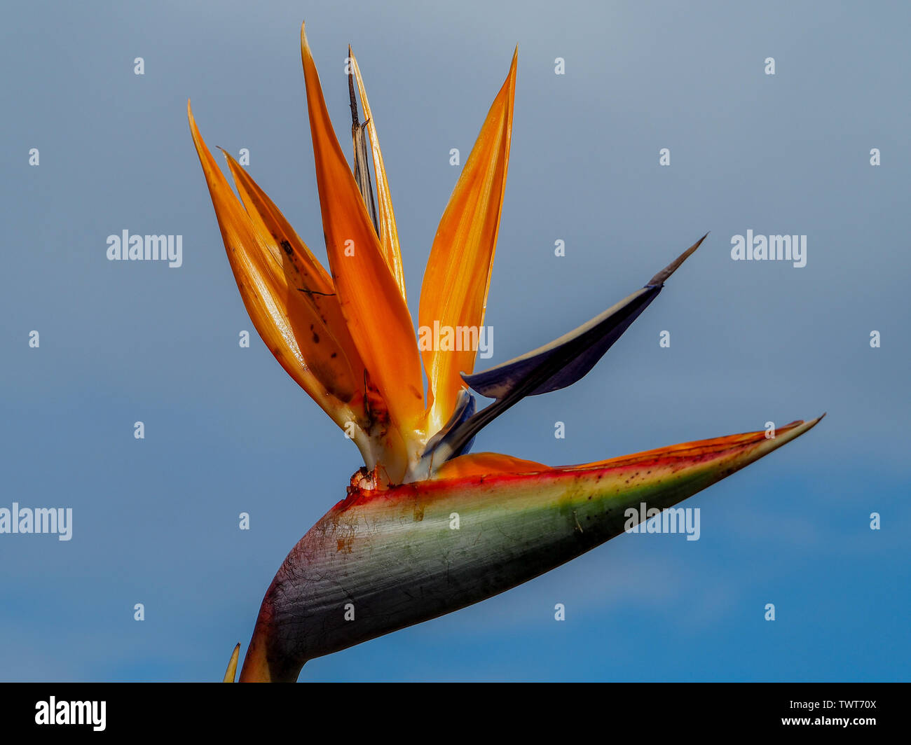 Birds Of Paradise Flower High Resolution Stock Photography and Images ...